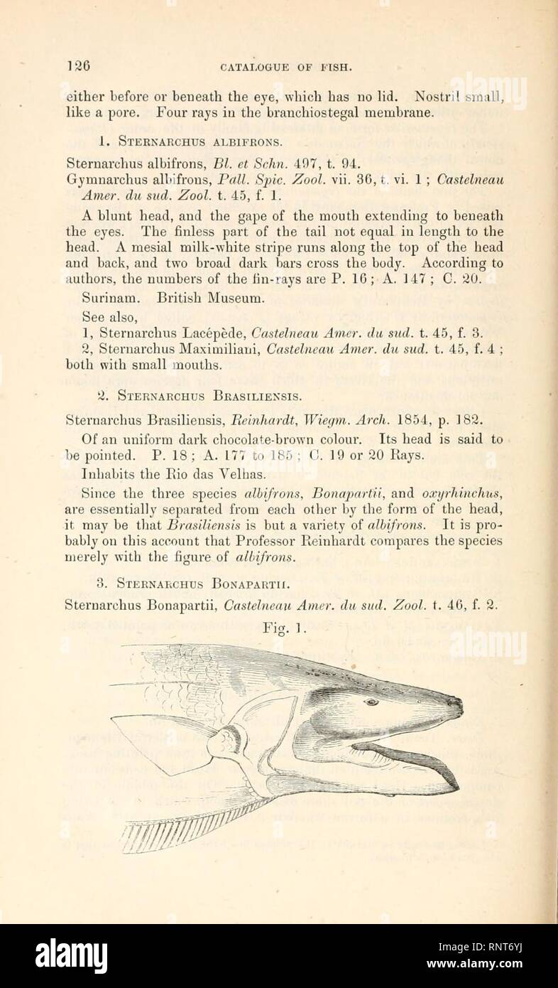 Catalogue of apodal fish Stock Photo - Alamy