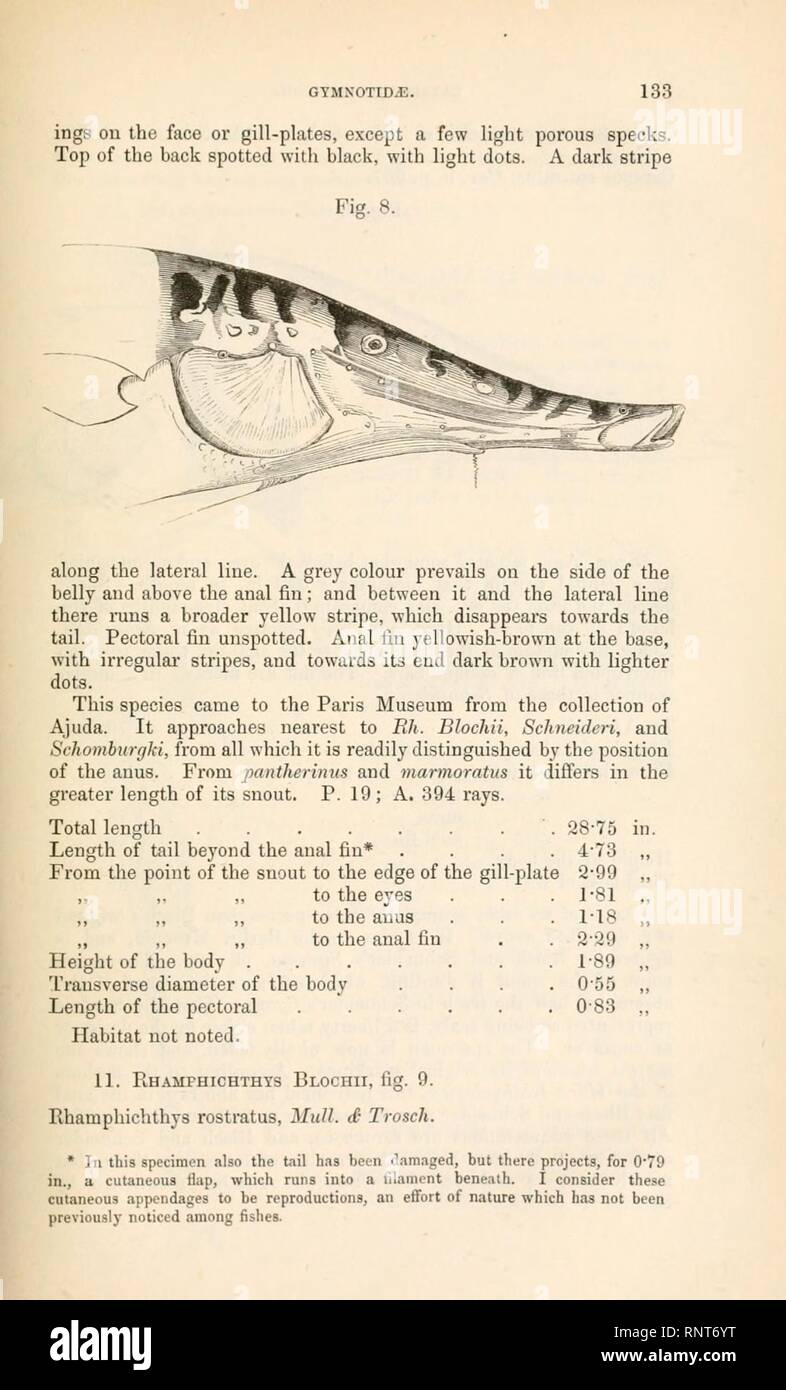 Apodal hi-res stock photography and images - Alamy