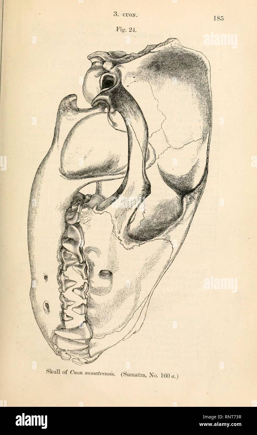 Catalogue of carnivorous, pachydermatous and edentate Mammalia Stock ...