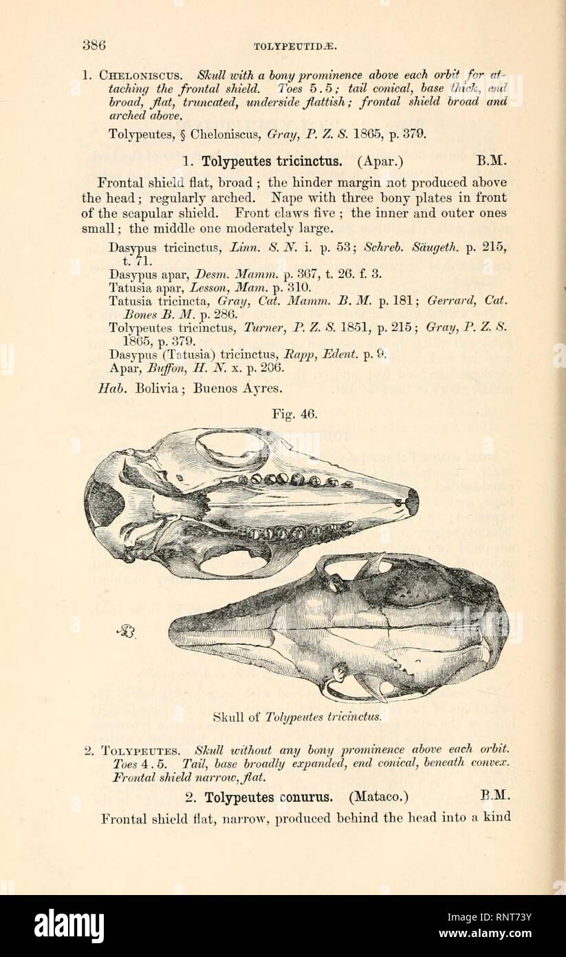 Catalogue of carnivorous, pachydermatous and edentate Mammalia Stock ...
