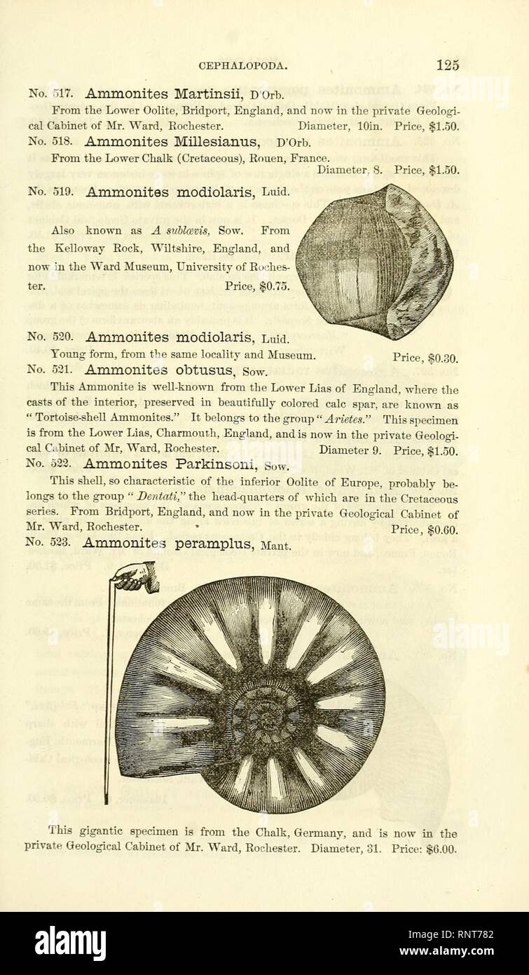Catalogue of casts of fossils Stock Photo - Alamy
