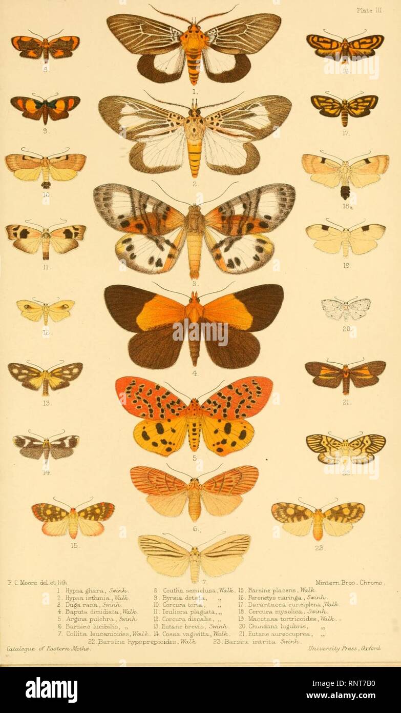 Catalogue of eastern and Australian Lepidoptera Heterocera Stock Photo ...