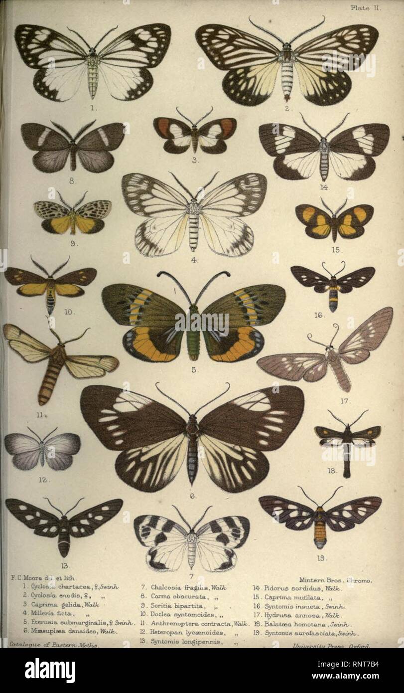 Catalogue of eastern and Australian Lepidoptera Heterocera Stock Photo ...
