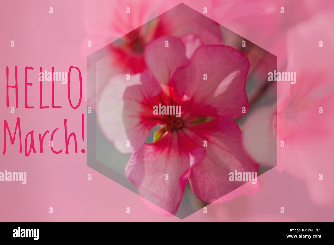 greeting card hello march Welcome card the beginning of spring ...