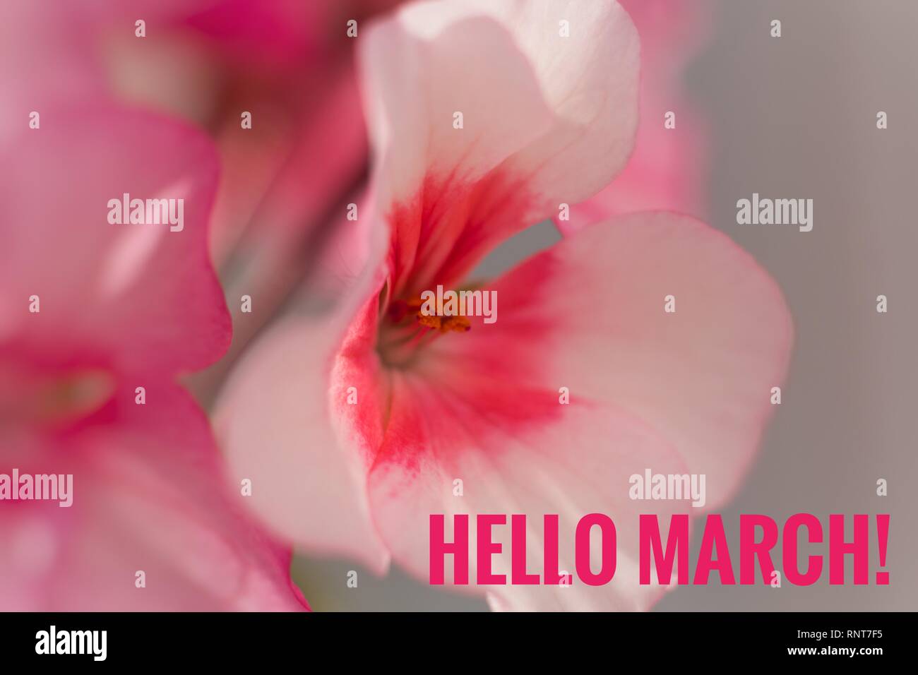 greeting card hello march Welcome card the beginning of spring ...