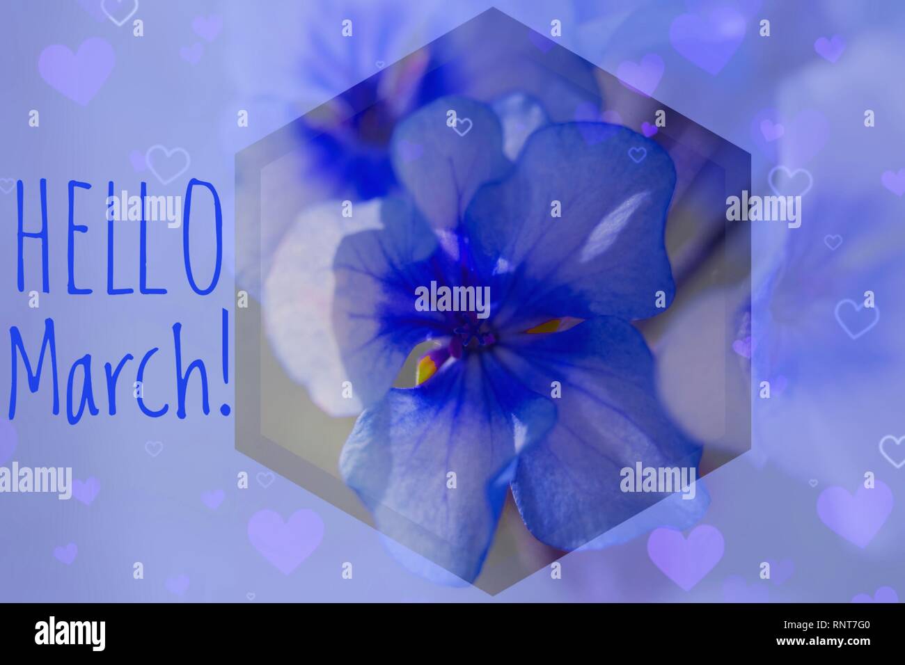 greeting card hello march Welcome card the beginning of spring ...