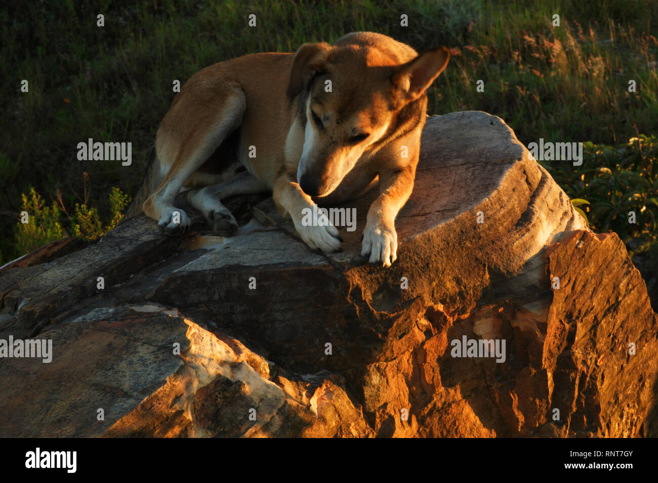 Brazil animal hi-res stock photography and images - Alamy