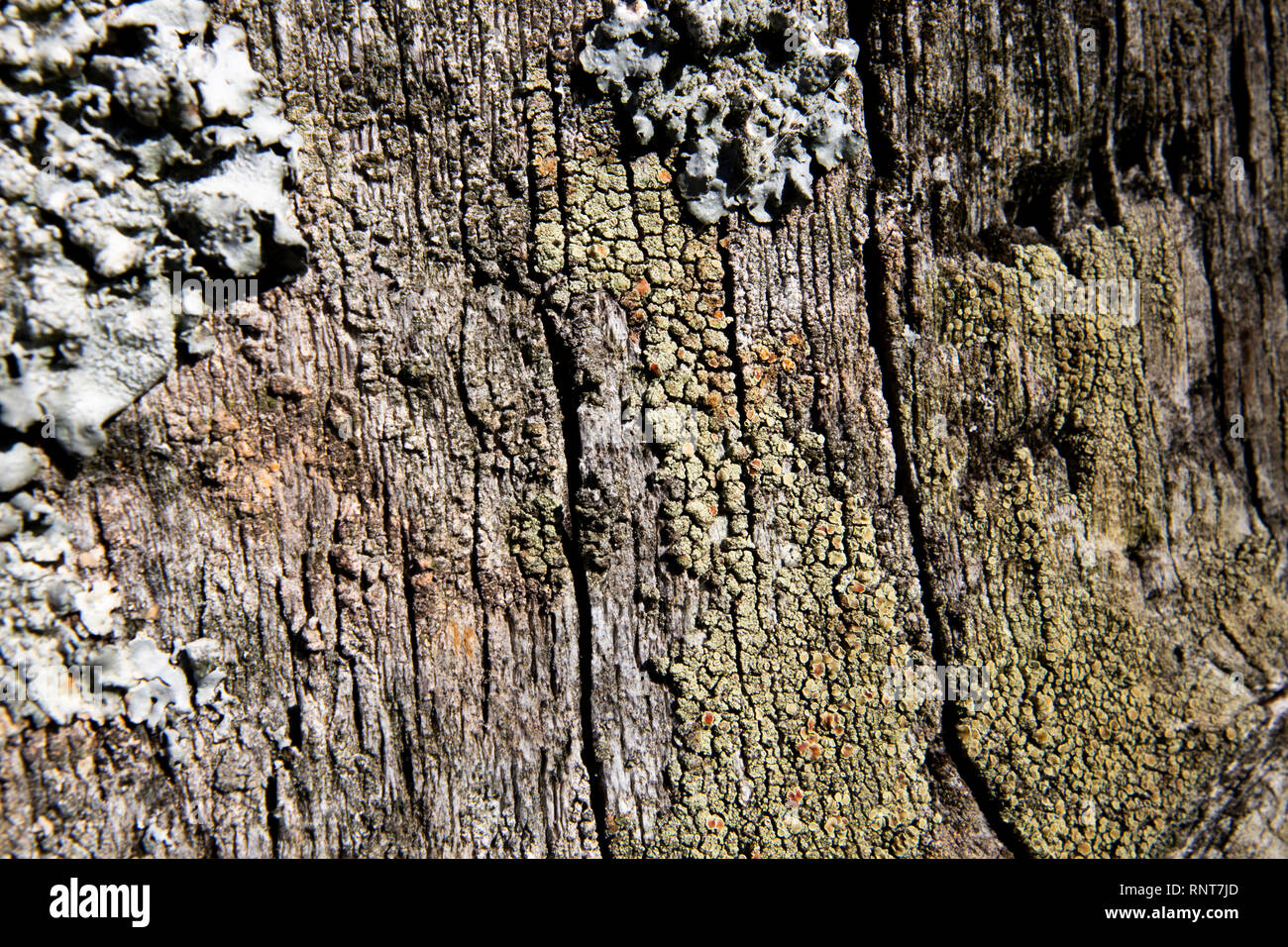 Foliose Lichen, a composite organism that arises from algae or ...