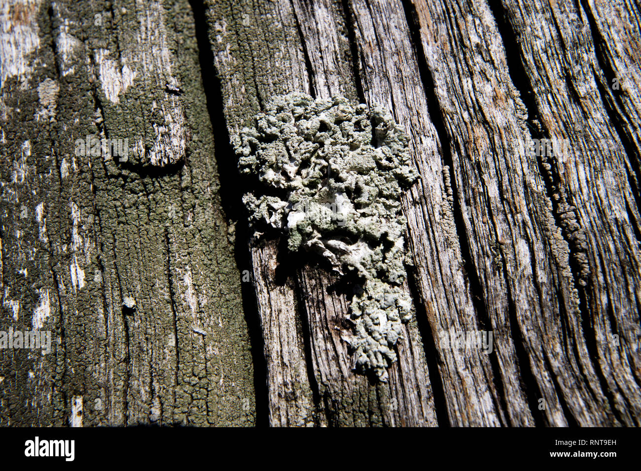 Foliose Lichen, a composite organism that arises from algae or ...
