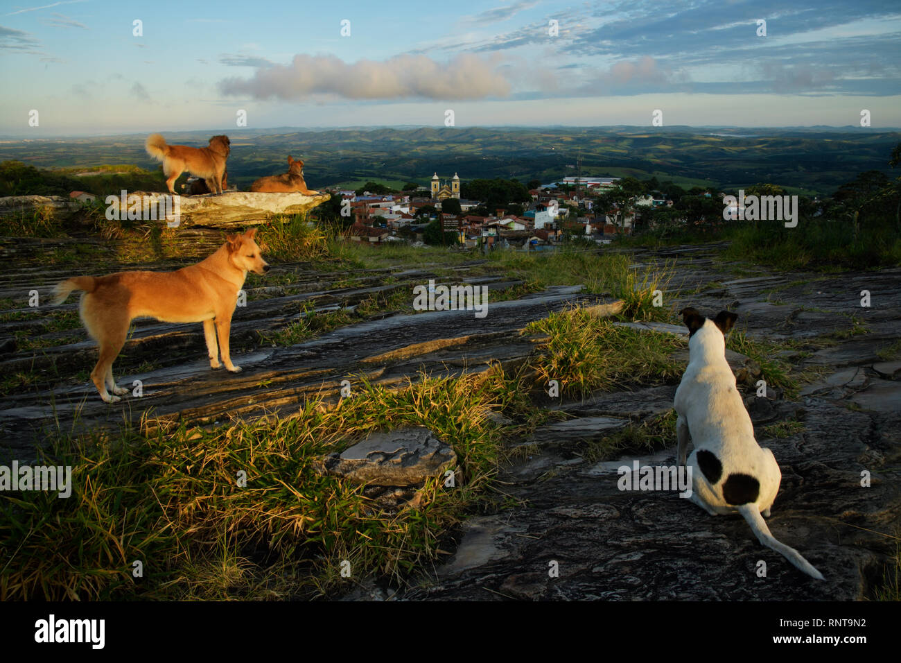 Pet brazil hi-res stock photography and images - Alamy