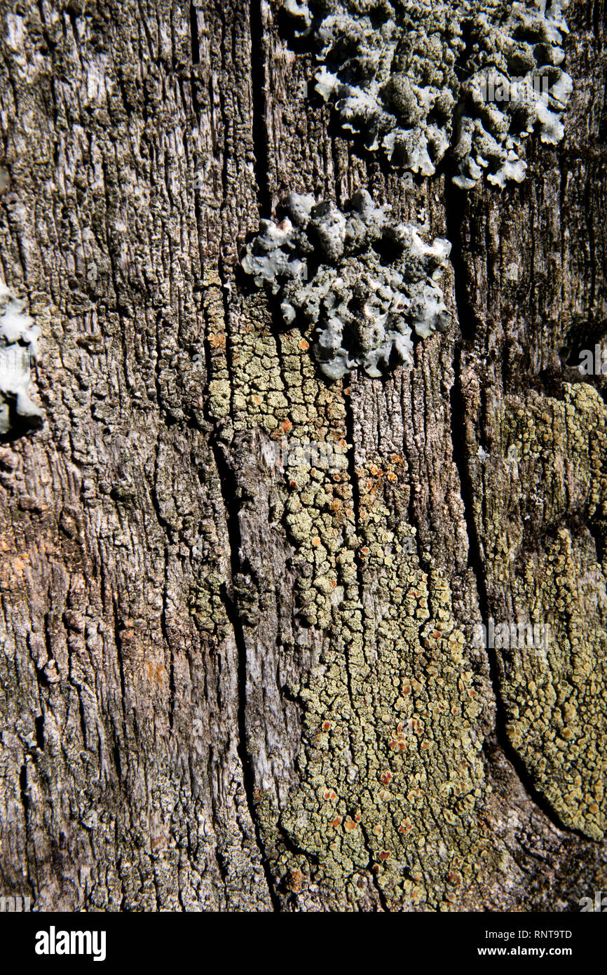 Foliose Lichen, a composite organism that arises from algae or ...