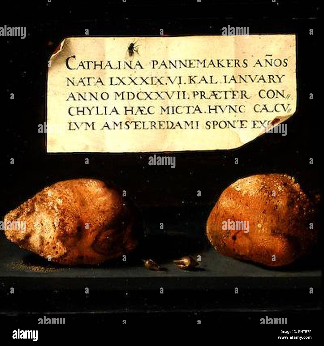 Cathalina pannemakers niersten1620 Stock Photo - Alamy