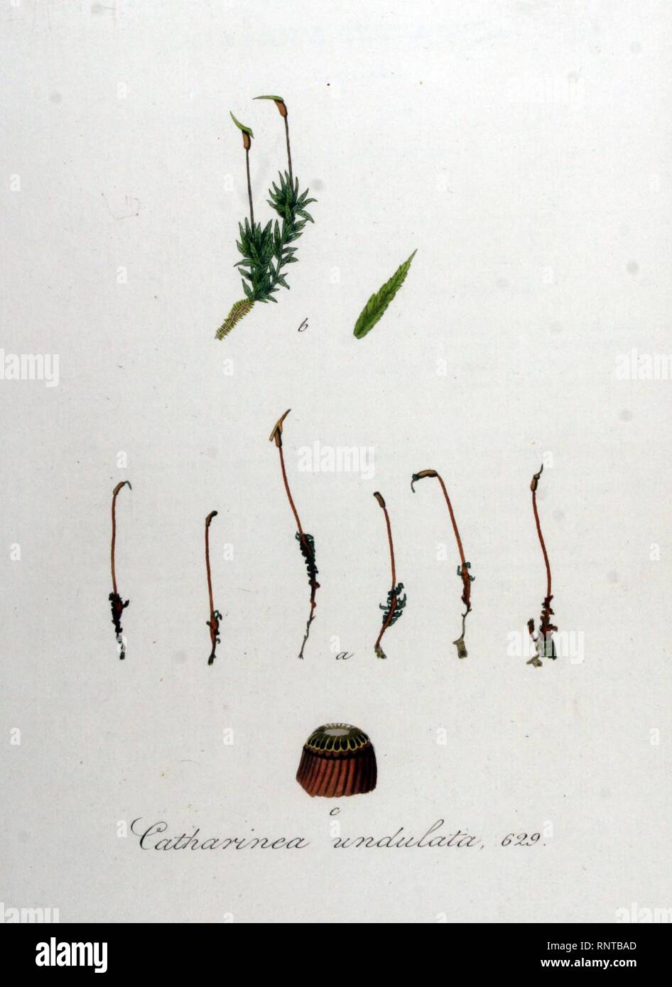 Catharinea undulata — Flora Batava — Volume v8 Stock Photo - Alamy