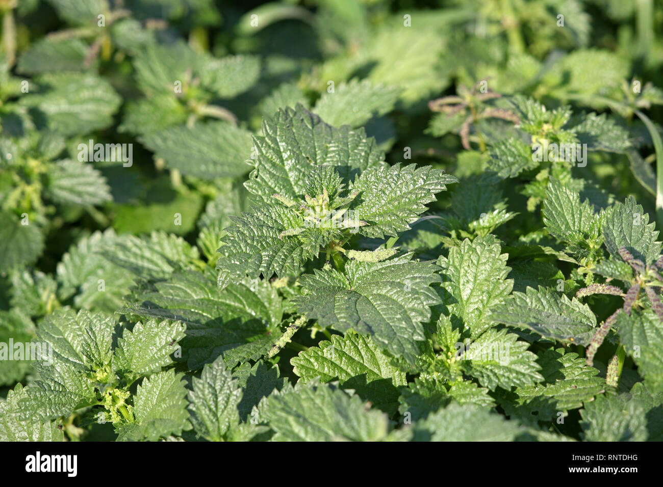 Green nettle weed in an European meadow during spring Stock Photo - Alamy