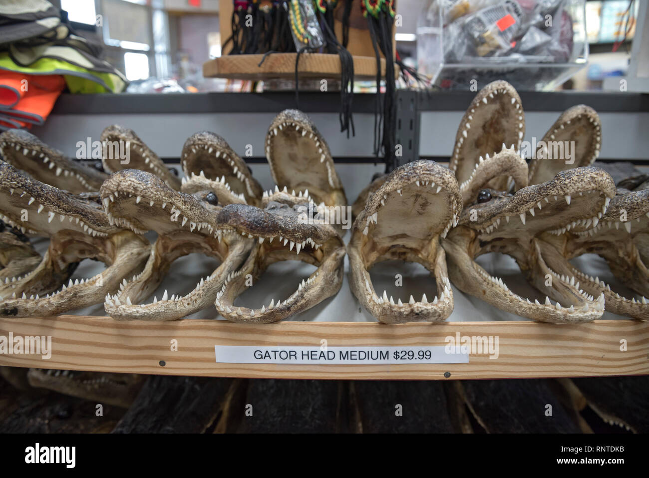 Gator Heads are selling for souvenirs at a North Florida gas station ...