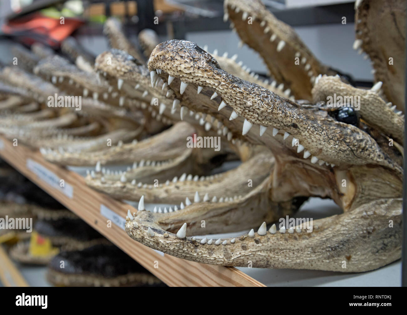 Gator heads hi-res stock photography and images - Alamy