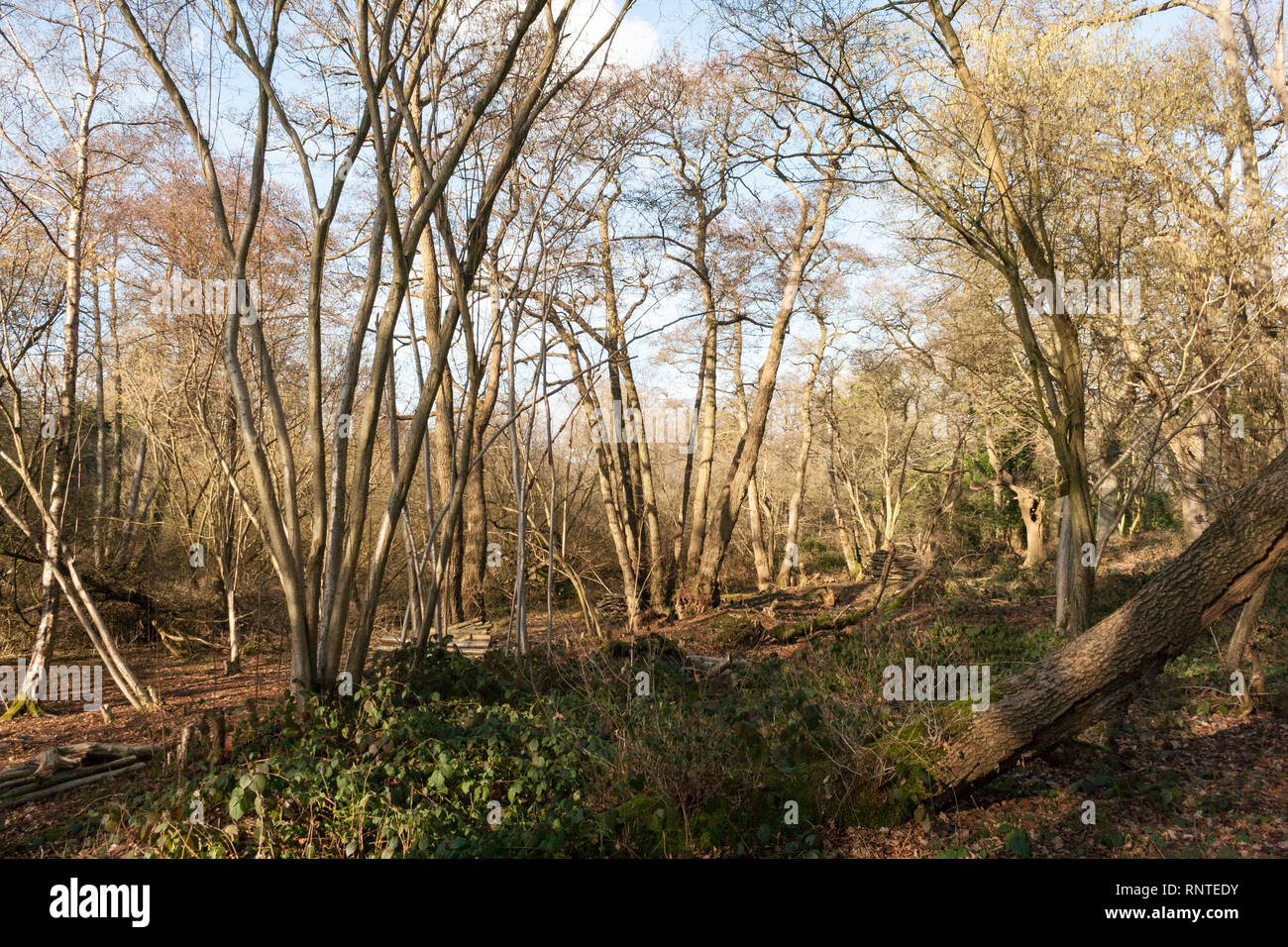 beautiful trees standing tall as landscape nature background Stock ...