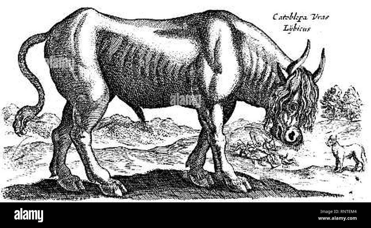 Catoblepas hi-res stock photography and images - Alamy