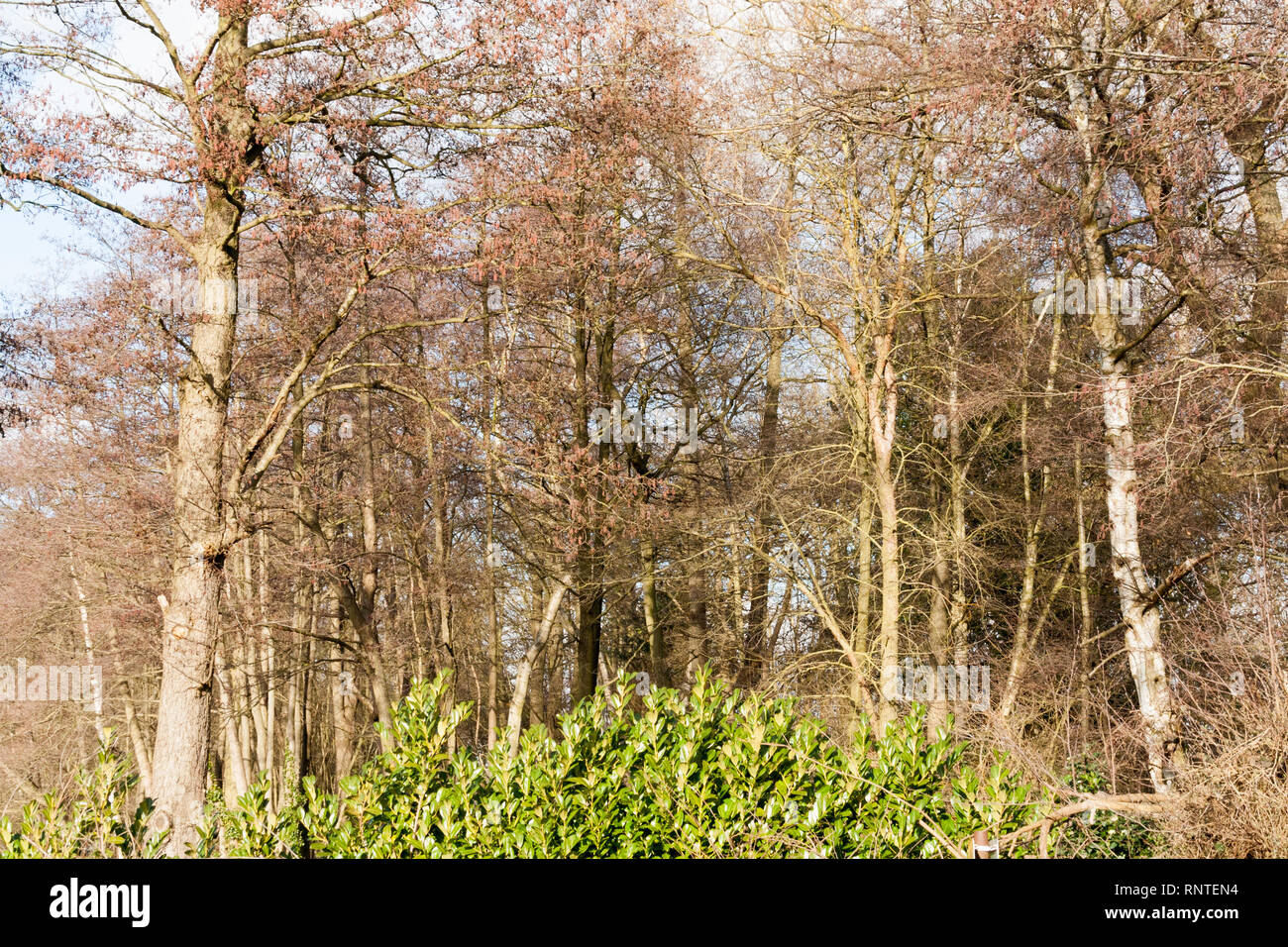 beautiful trees standing tall as landscape nature background Stock ...