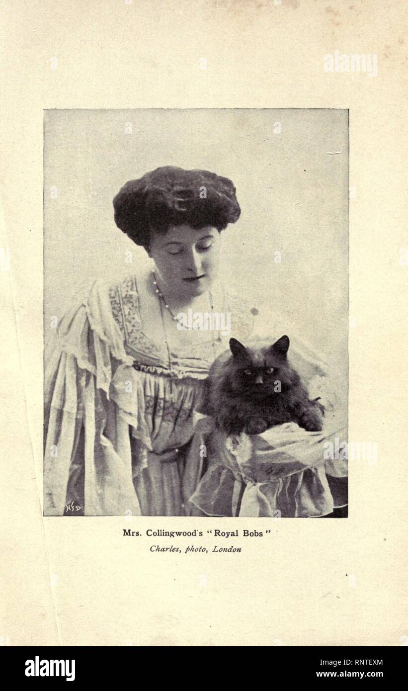 Cats and all about them Stock Photo - Alamy