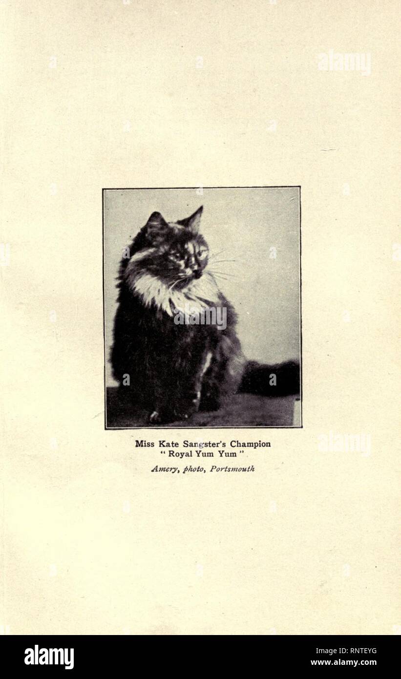 Cats and all about them Stock Photo - Alamy