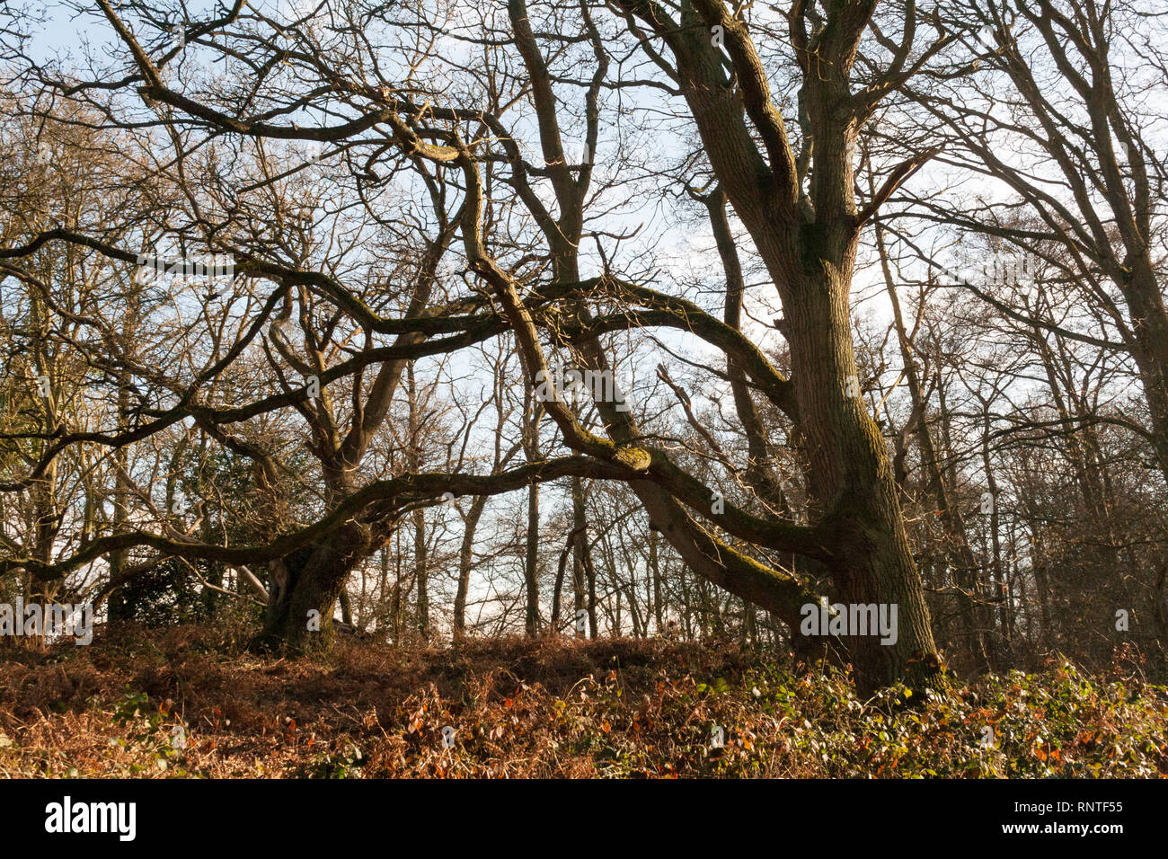 beautiful trees standing tall as landscape nature background Stock ...