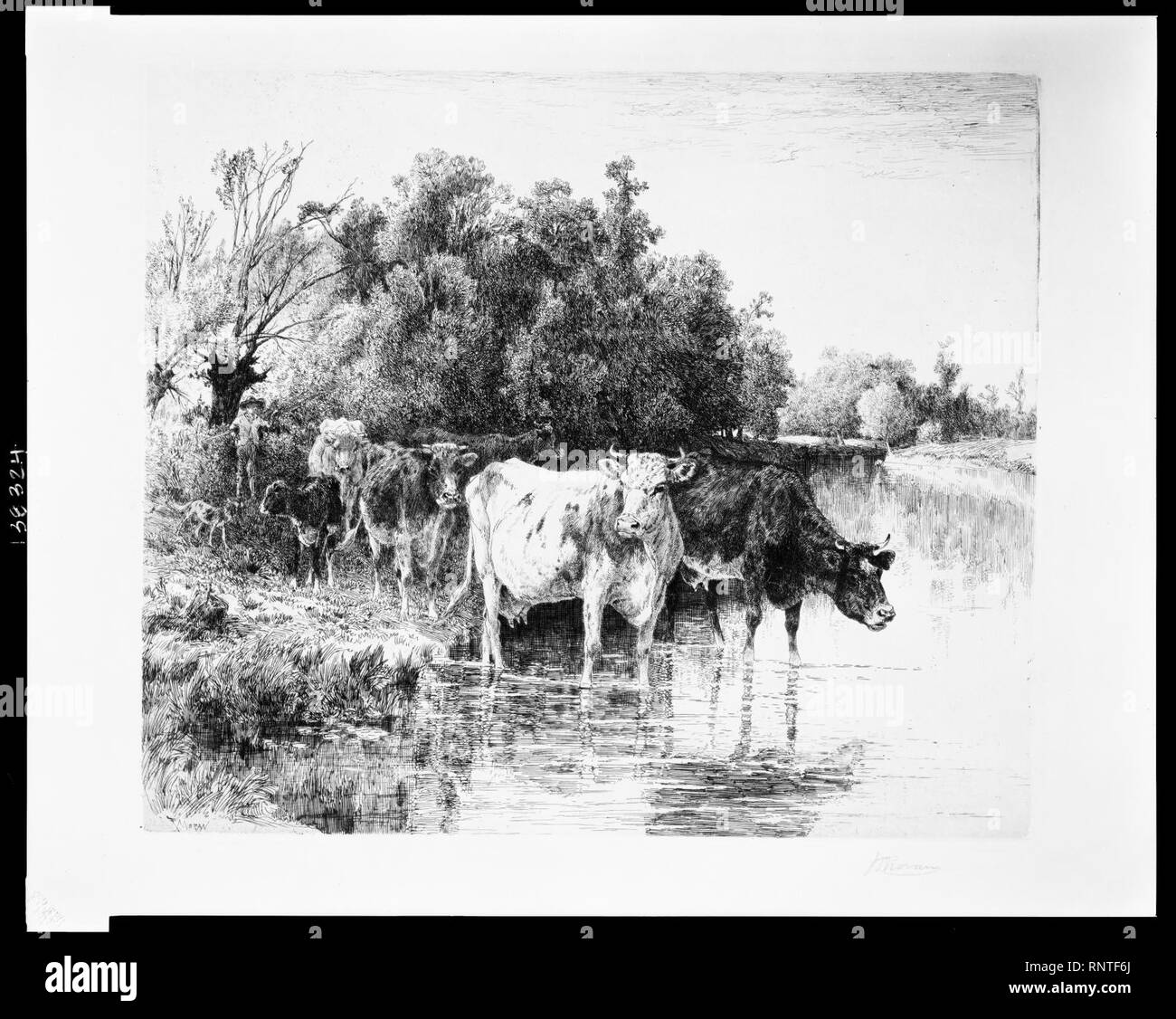 Cattle fording a river Stock Photo - Alamy