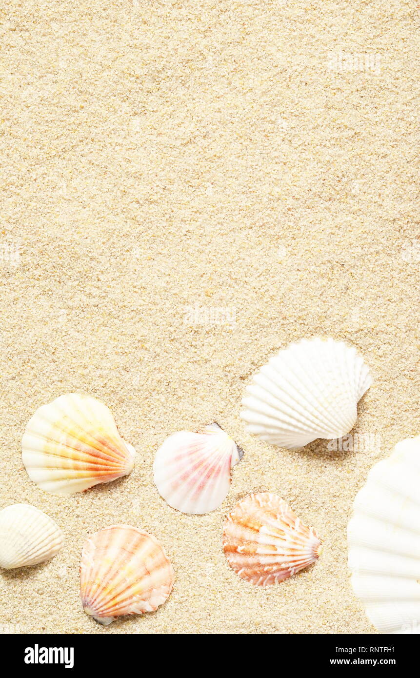 Sea shells on sandy beach. Summer background. Top view Stock Photo - Alamy