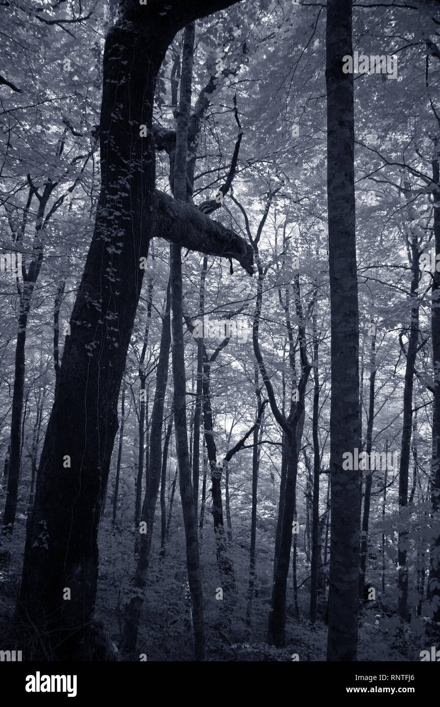 Trees in a deep forest from the north of Portugal - used infrared ...