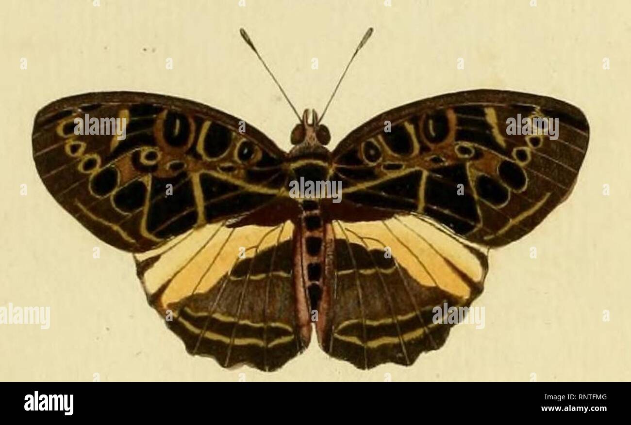 Catuna hi-res stock photography and images - Alamy