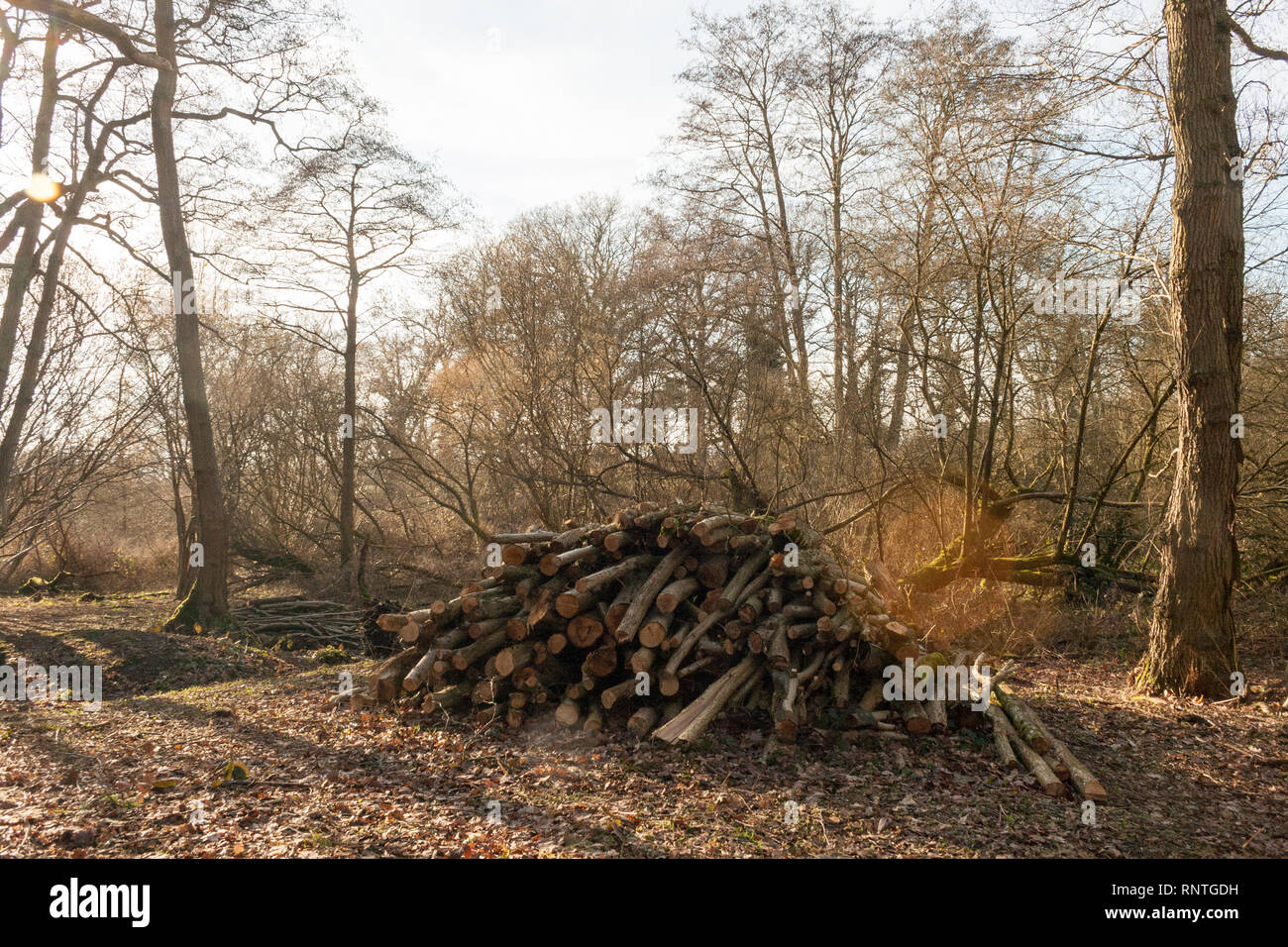 beautiful trees standing tall as landscape nature background Stock ...