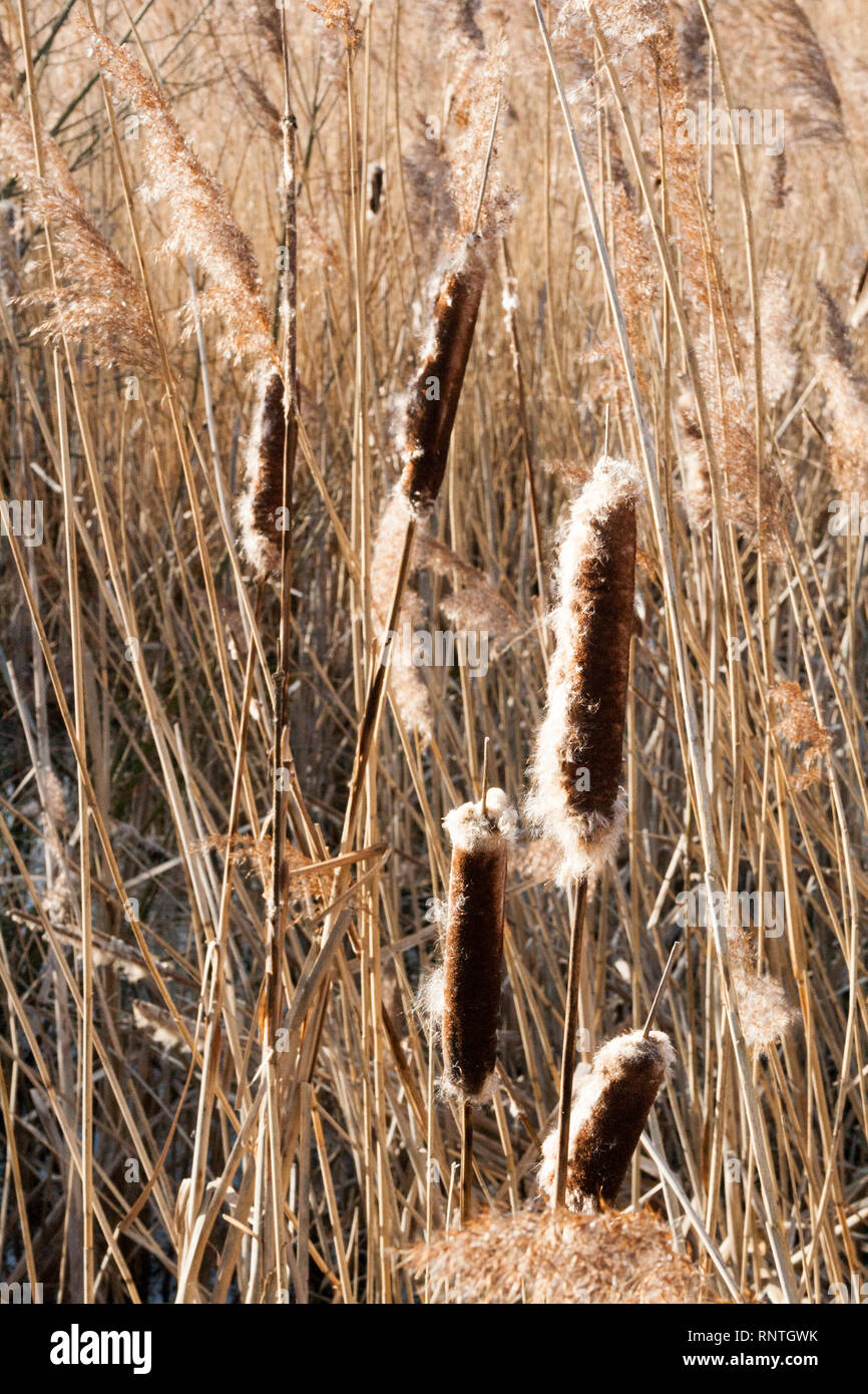 nature scene of reeds countryside background grass land Stock Photo - Alamy