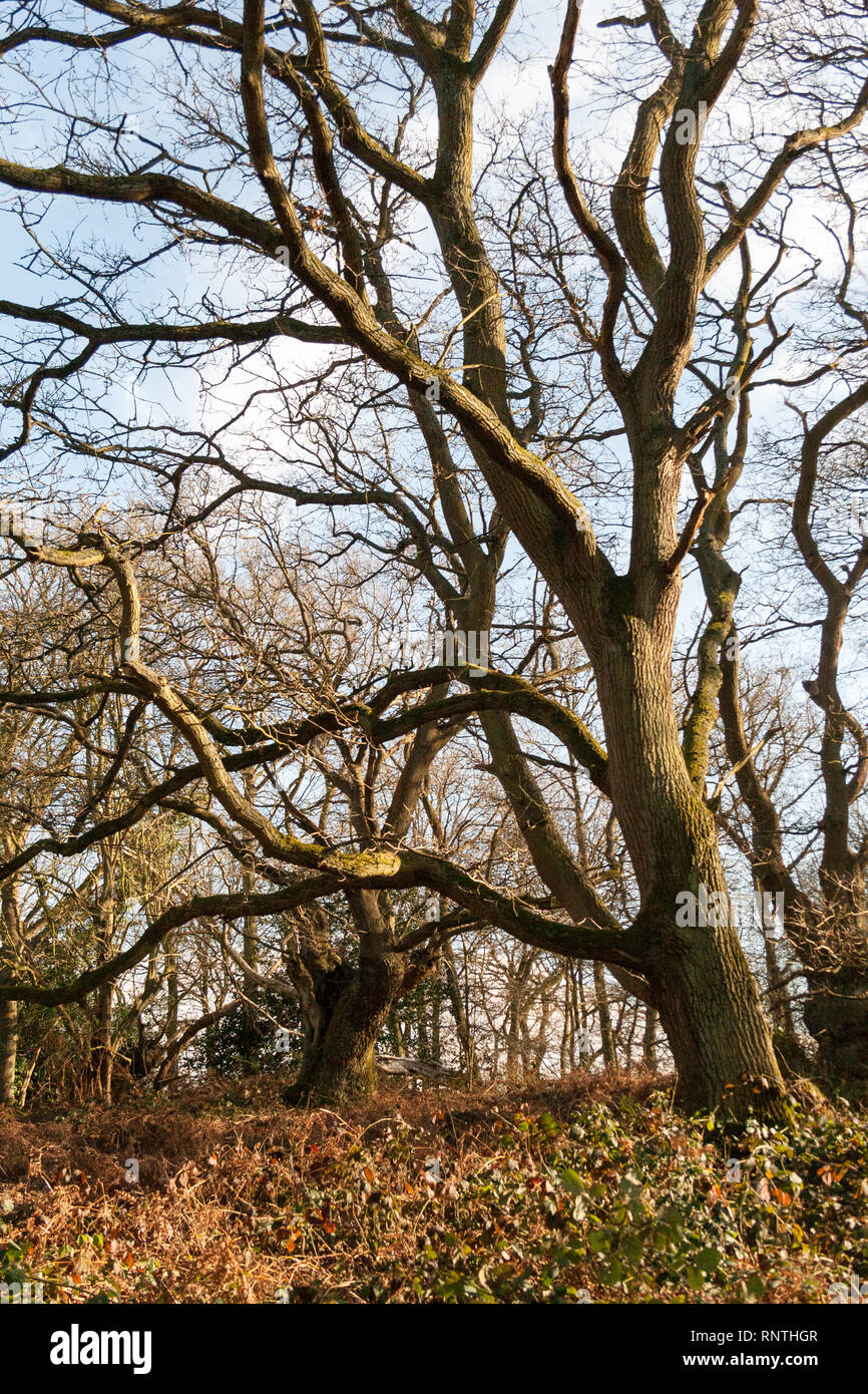 beautiful trees standing tall as landscape nature background Stock ...