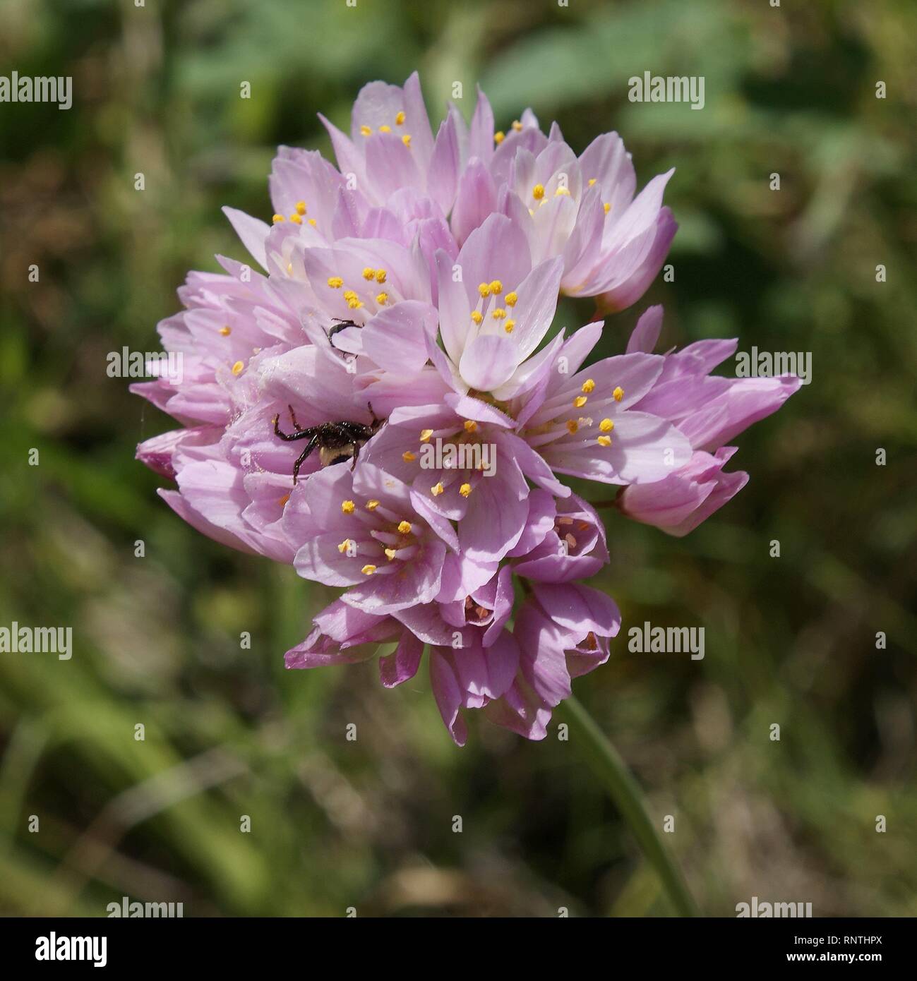 Allium spider hi-res stock photography and images - Alamy