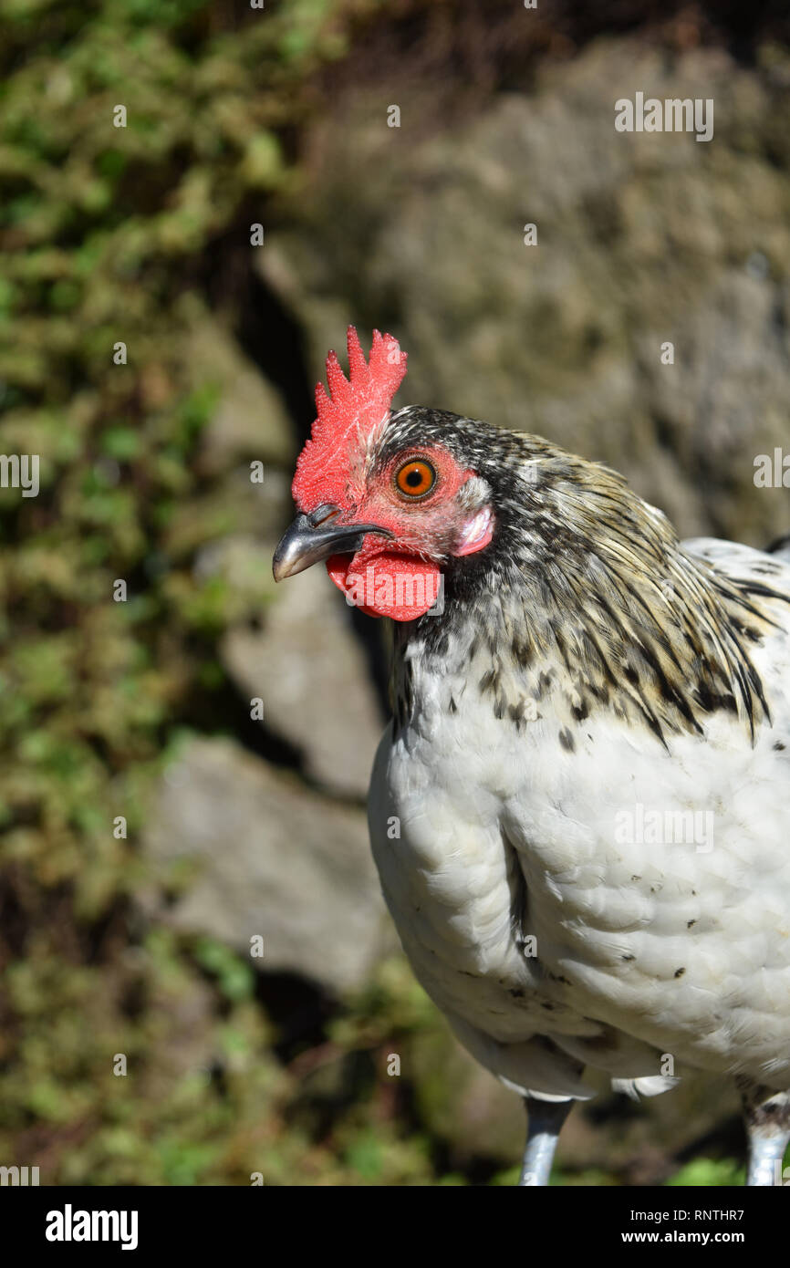 Stunning close up look at a white chicken Stock Photo - Alamy