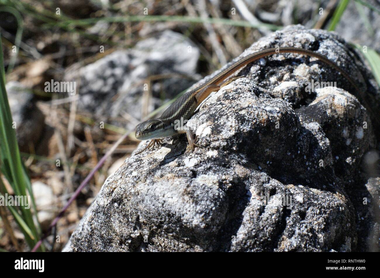 Two tailed lizard hi-res stock photography and images - Alamy