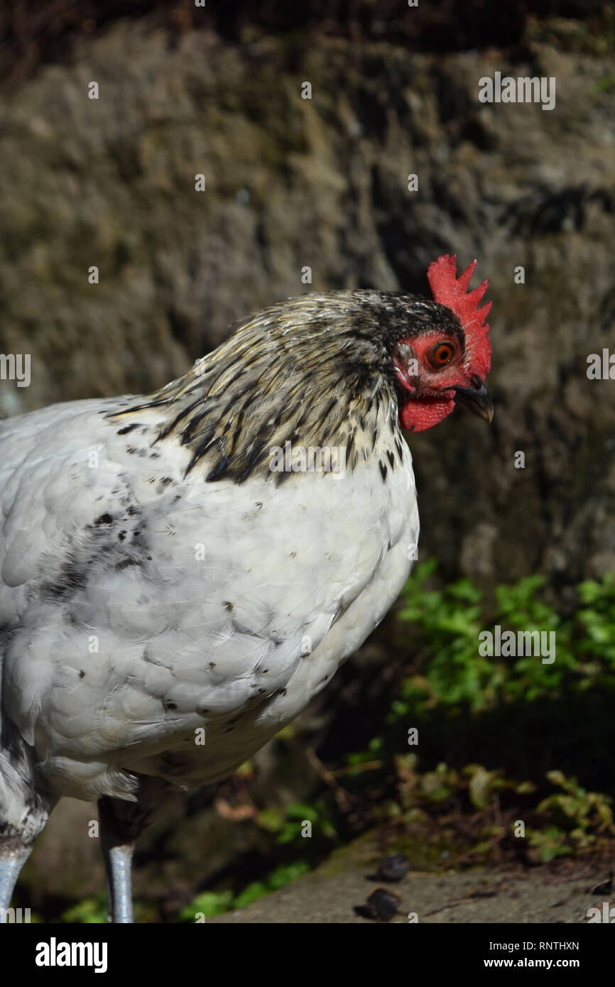 Side profile of a white chicken with a red crest Stock Photo - Alamy