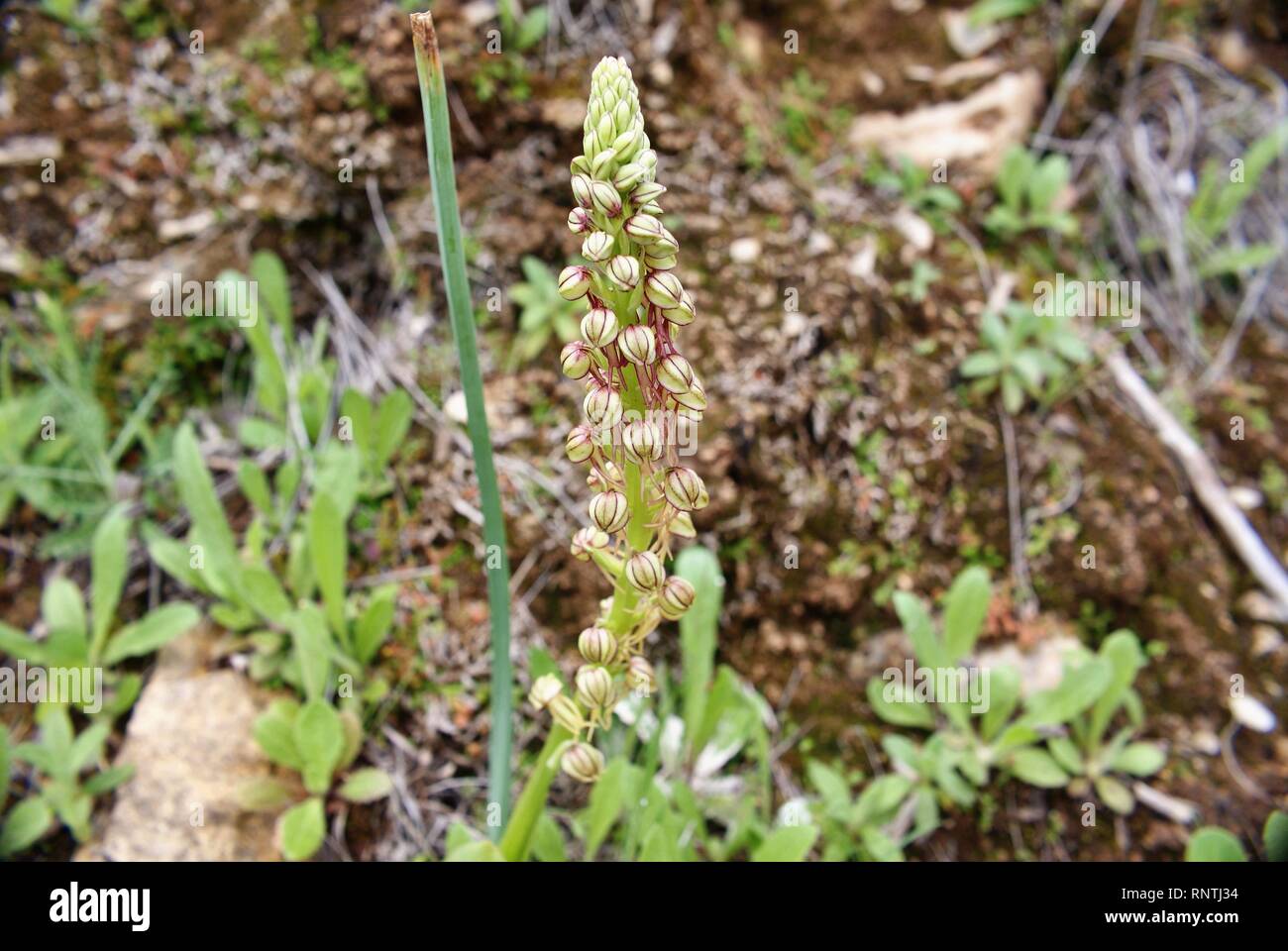 Flowers resemble a human figure hi-res stock photography and images - Alamy
