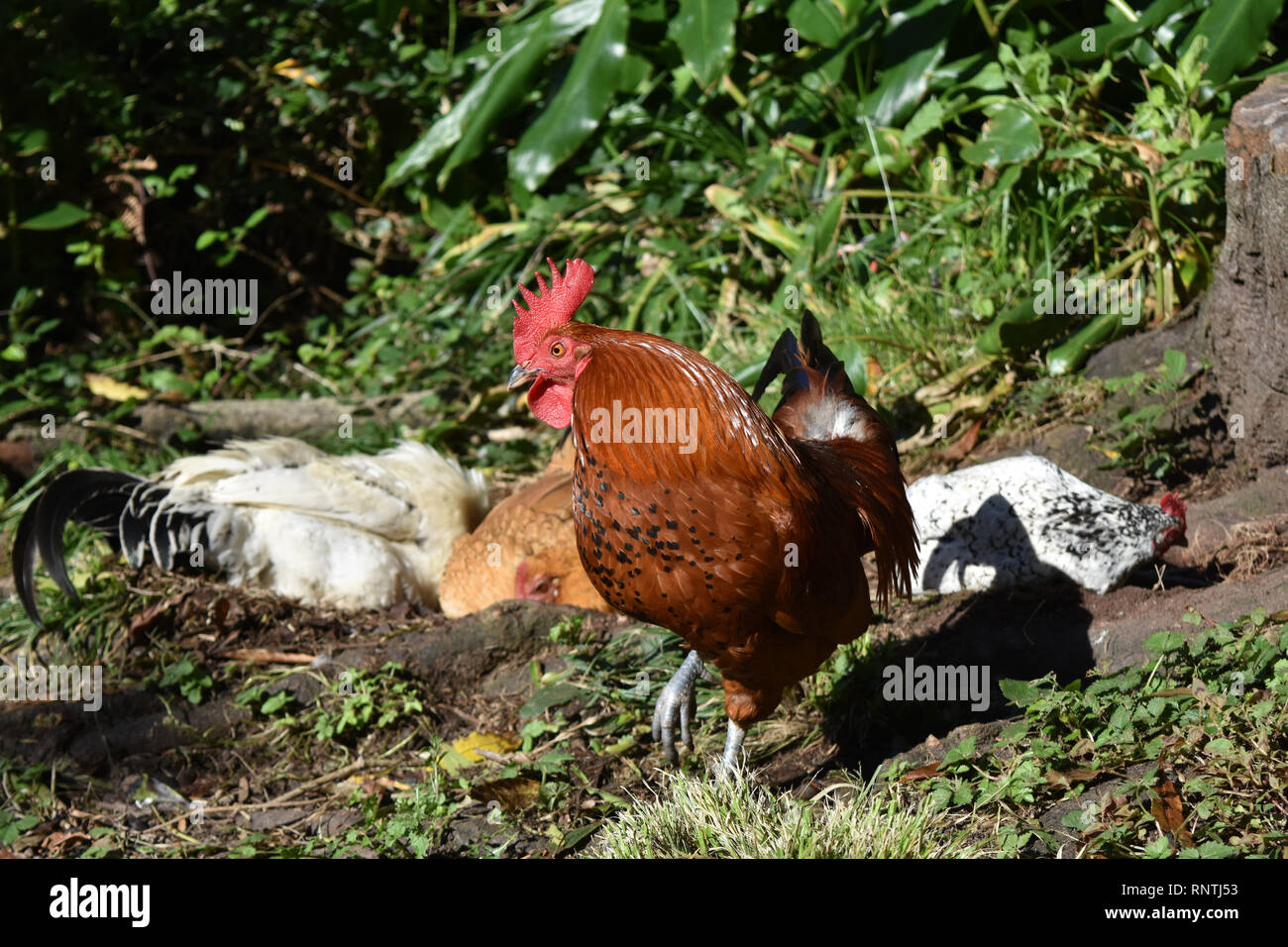 Chickens nesting with a rooster watching over them Stock Photo - Alamy