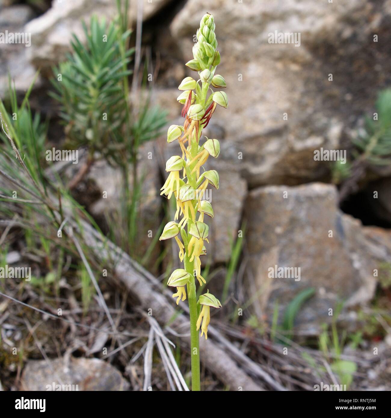 Flowers resemble a human figure hi-res stock photography and images - Alamy