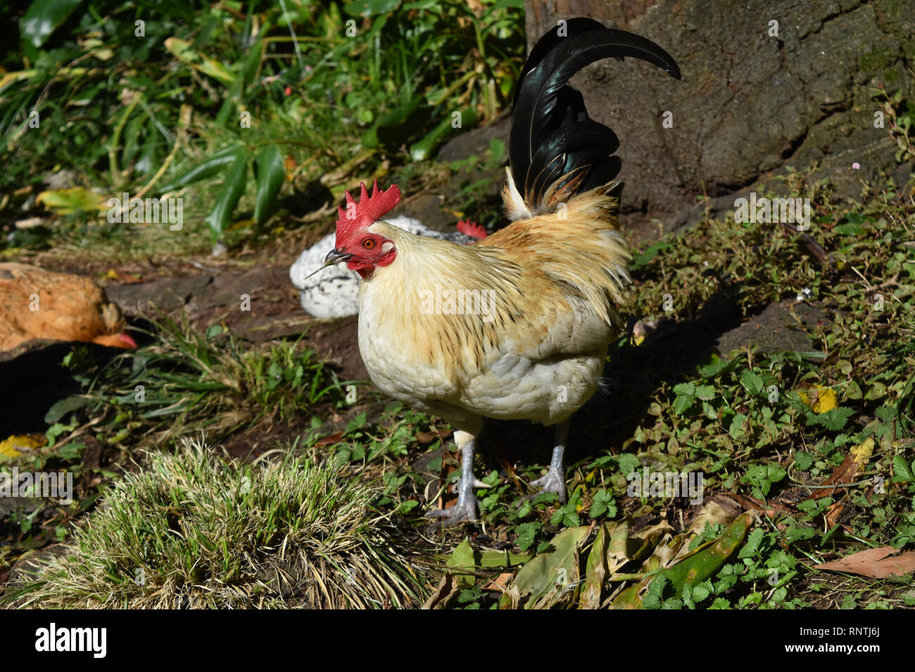 White and black chicken with a small blade of grass in his beak Stock ...