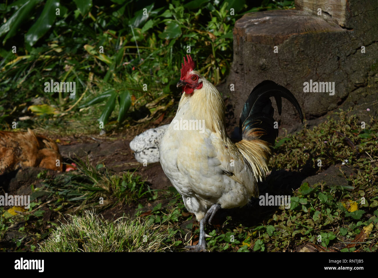 Free range white and black red crested chicken Stock Photo - Alamy