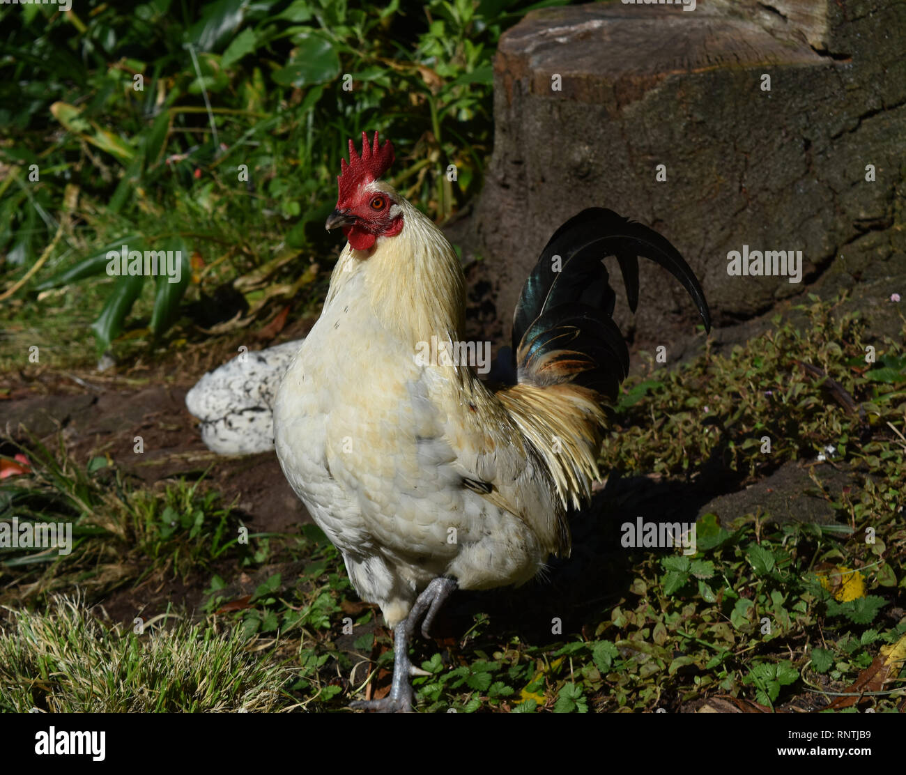 White chicken with his wing just partially extended Stock Photo - Alamy