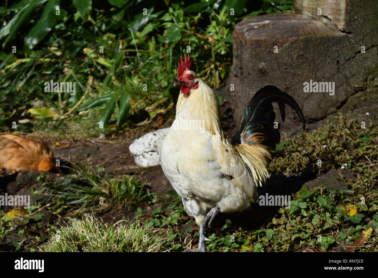 White free range chicken with ruffled feathers Stock Photo - Alamy