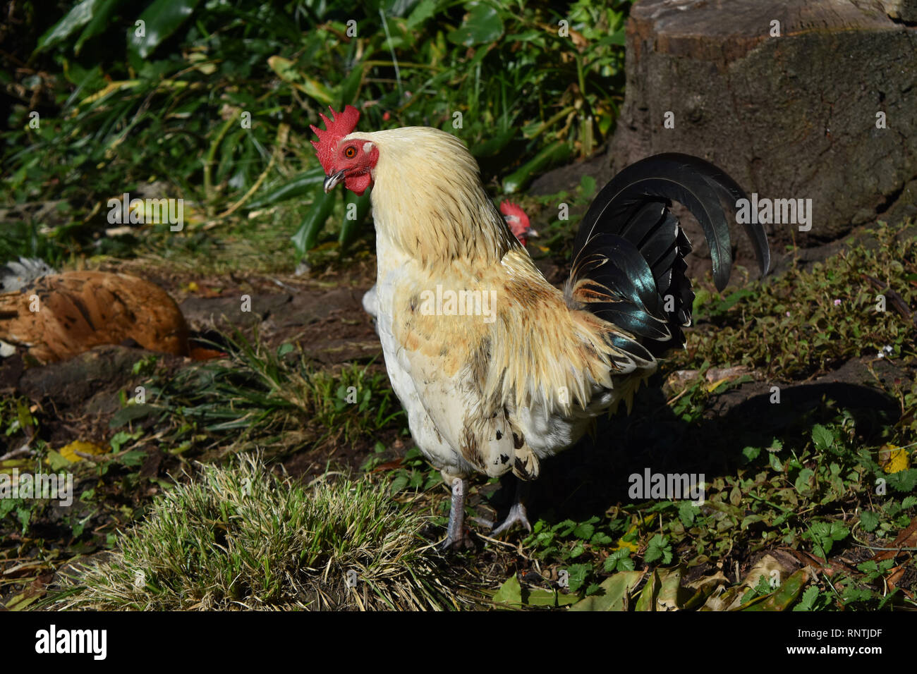 Side profile of a white and black free range chicken Stock Photo - Alamy