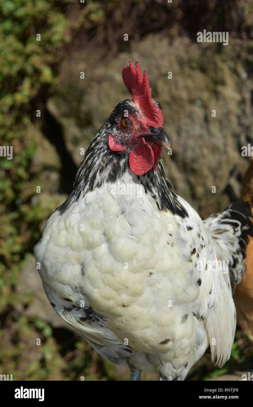 Free range black and white feathered chicken Stock Photo - Alamy