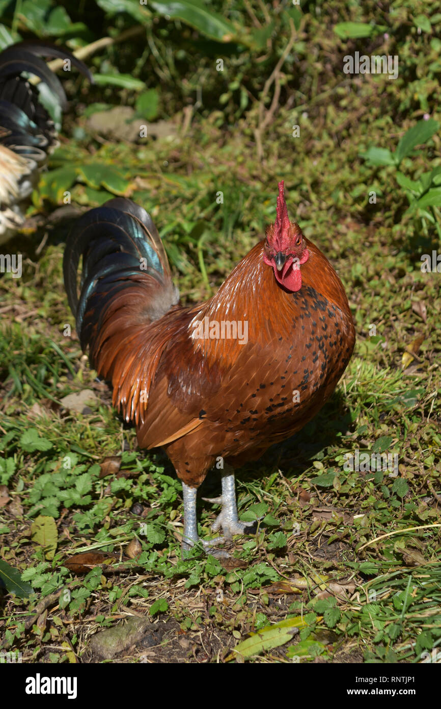 Peering over shoulder hi-res stock photography and images - Alamy