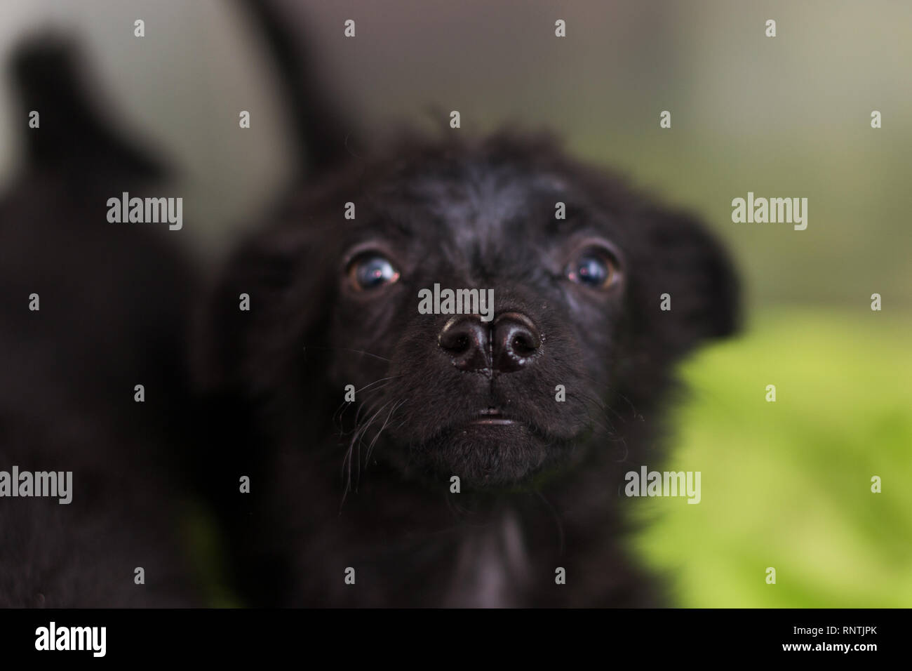 black puppy with split nose and demodectic mange, located at the head ...