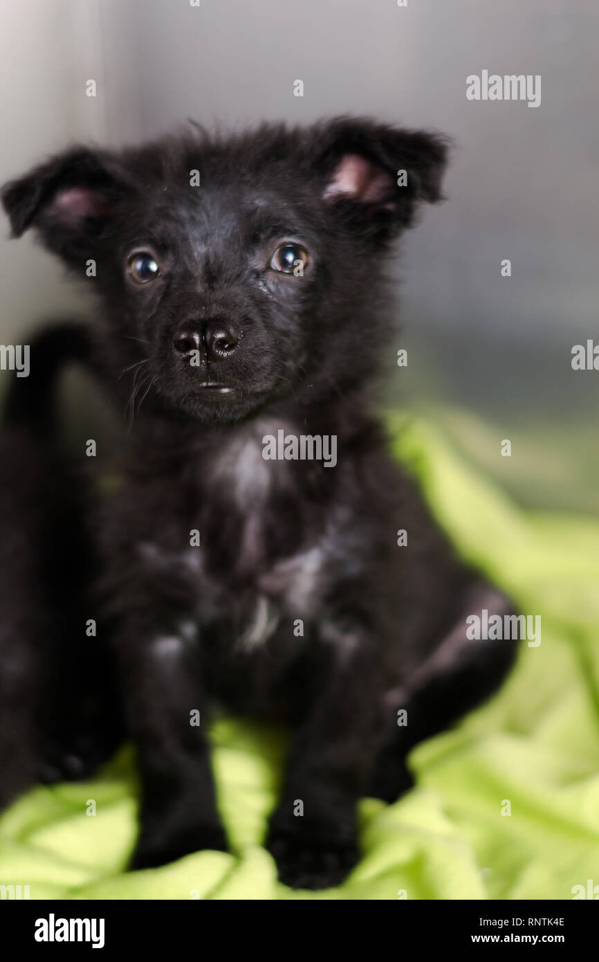 black puppy with split nose and demodectic mange, located at the head ...