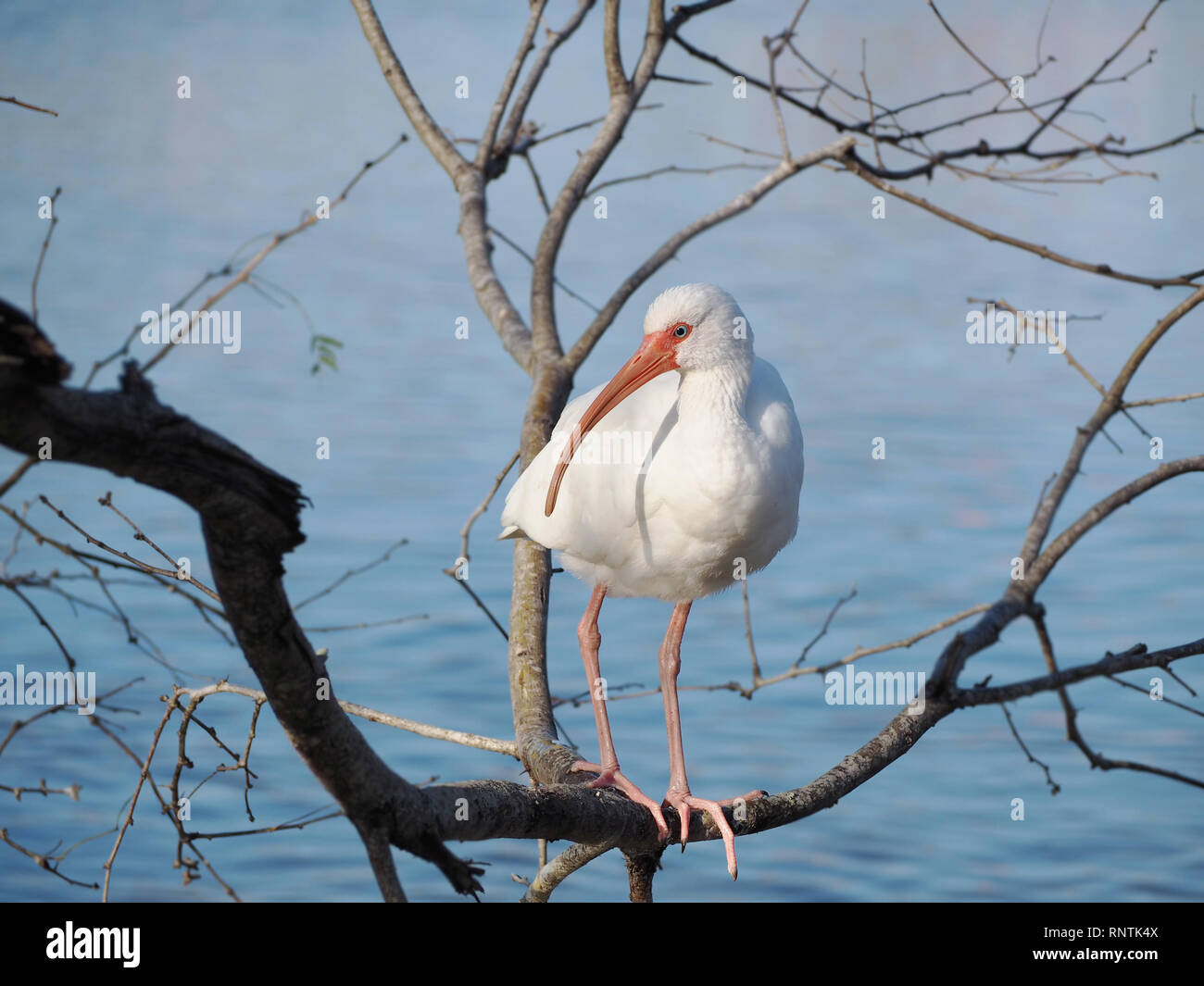 American white ibis hi-res stock photography and images - Alamy